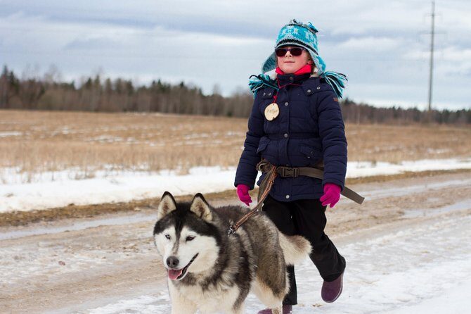 Tour to Husky Park with Cani-Cross Hike - Authentic Feedback from Travelers
