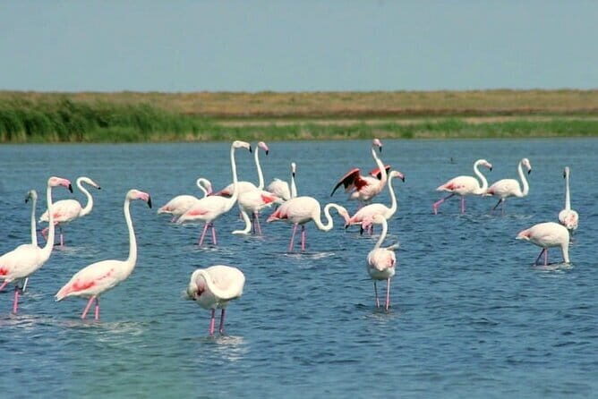 Tour to Korgalzhyn: Flamingo and Wild Fauna Nature Reserve - Discovering Korgalzhyn: Flamingo and Wildlife Sanctuary Tour Review