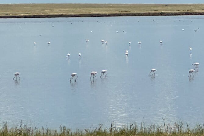Tour to Korgalzhyn: Flamingo and Wild Fauna Nature Reserve - Key Points