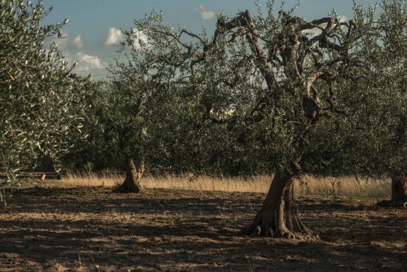 Tour tra i Templi dell'Olio e gli Olivi Patriarchi - Key Points