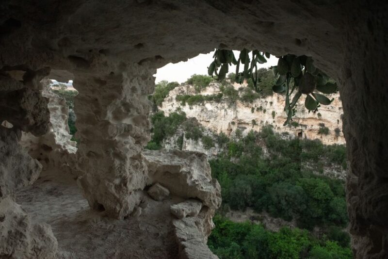 Tour tra i Templi dell'Olio e gli Olivi Patriarchi - Authenticity and Local Connection