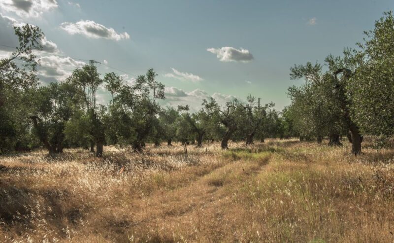 Tour tra i Templi dell'Olio e gli Olivi Patriarchi - Practicalities and Considerations