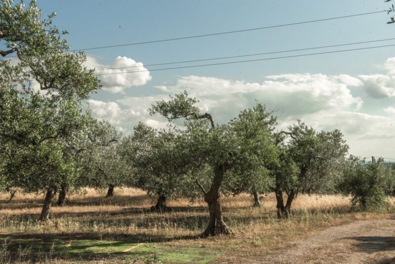 Tour tra i Templi dell'Olio e gli Olivi Patriarchi - Frequently Asked Questions