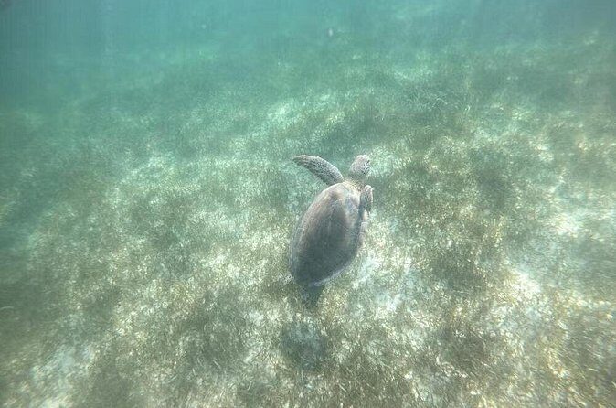 Tour Tulum, Cenote and Swim with Turtles in Akumal - Who Will Love This Tour?