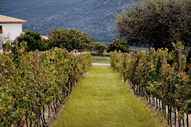 Tour & Wine Tasting Viñedo San Miguel / San Bartolo Experience - A Practical Breakdown of the Experience