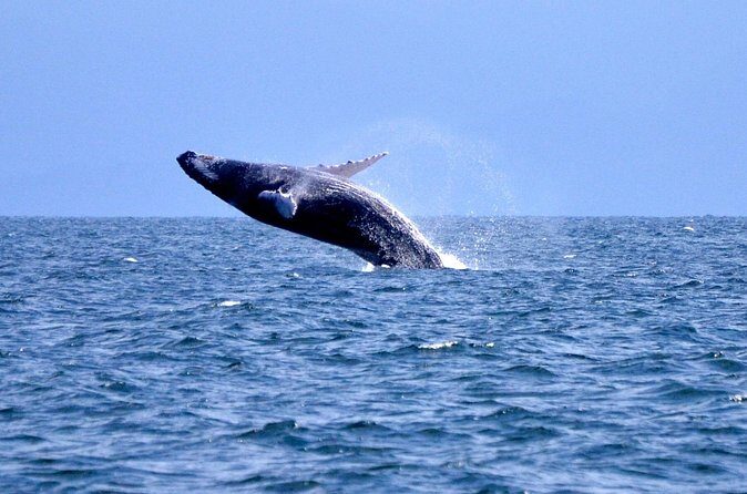 Tour with Whale Watching in Samaná, Beach and Waterfall - Who Will Love This Tour?