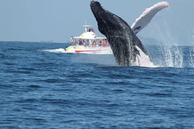 Tour with Whale Watching in Samaná, Beach and Waterfall - Frequently Asked Questions (FAQ)