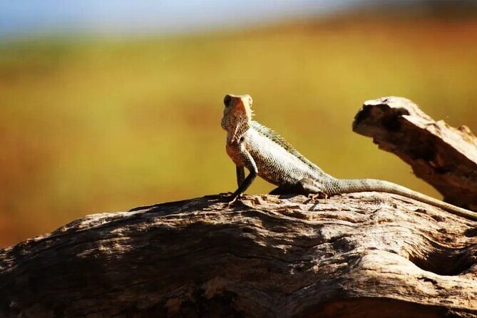 Tours and Transportation in Sri Lanka - The Itinerary: What Makes the Stops Special?