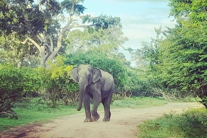 Tours and Transportation in Sri Lanka - Why Travelers Keep Coming Back for This Service