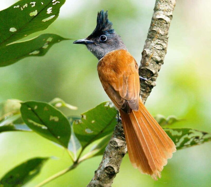 Tower Night Stay & Excursing through Chitwan National Park - Price and Value Analysis