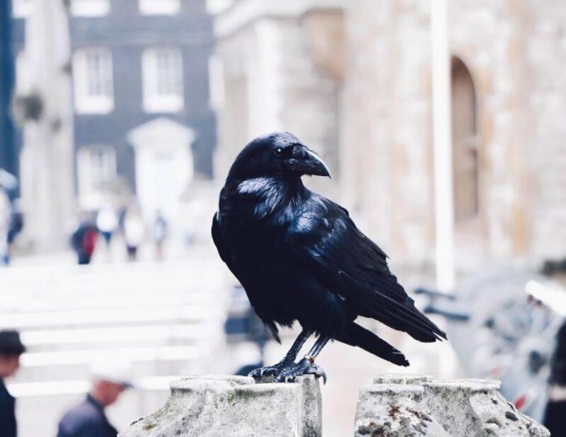 Tower of London Private Tour - Who Should Book This Tour?