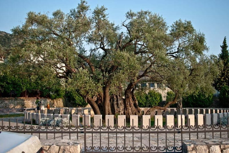 Town of Bar: Old Town Heritage Tour and Olive Oil Tasting - Visiting the Ancient Olive Tree: A Living Monument