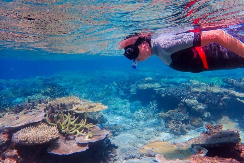 Townsville: Great Barrier Reef and MOUA Snorkeling Day Tour - Key Points