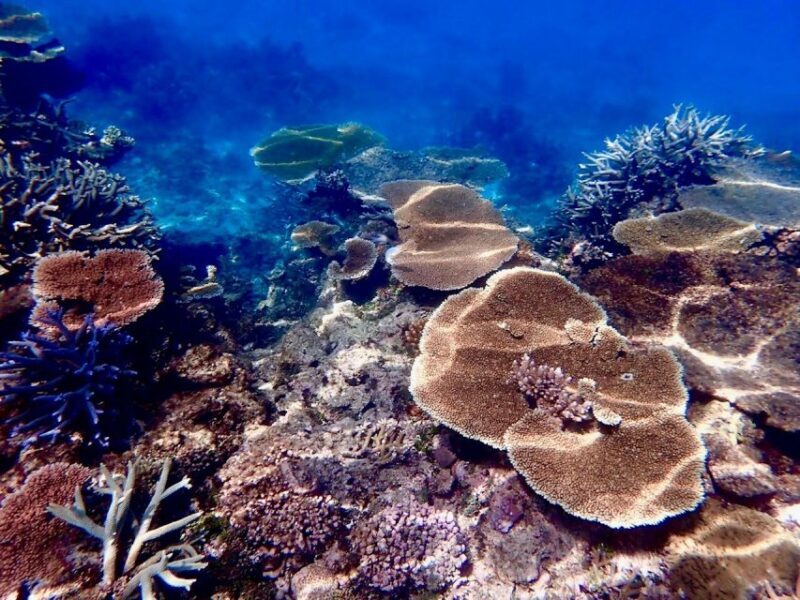 Townsville & Magnetic Island: MOUA & Great Barrier Reef Trip - A Closer Look at the Experience