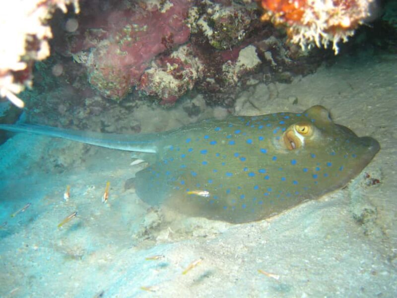 Townsville & Magnetic Island: MOUA & Reef Snorkel Experience - Authentic Insights from Reviews