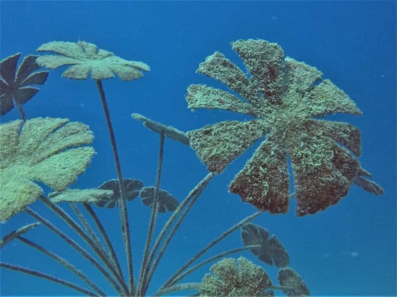 Townsville & Magnetic Island: MOUA & Reef Snorkel Experience - The Sum Up: Who Will Love This Tour?