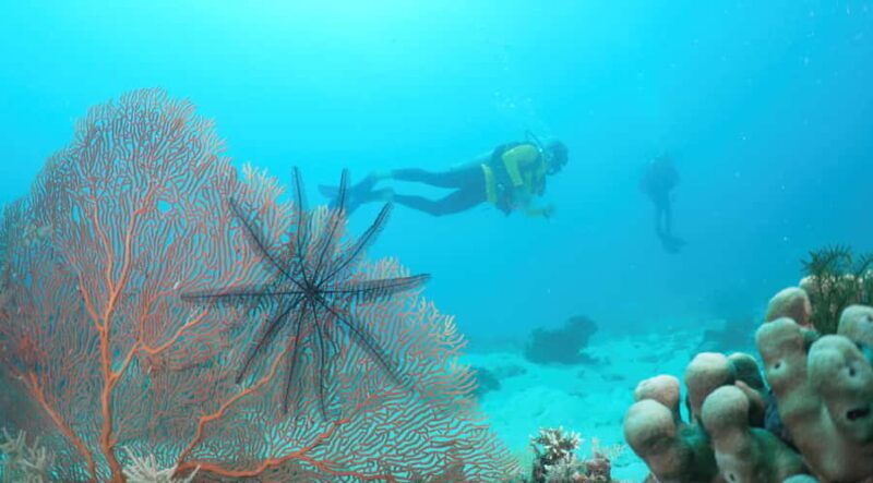 Townsville & Magnetic Island: Reef Explorer Scuba Experience - An In-Depth Look at the Reef Explorer Scuba Experience