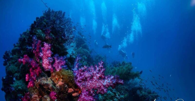 Townsville or Magnetic Island: Yongala Wreck Dive Day Trip - Key Points