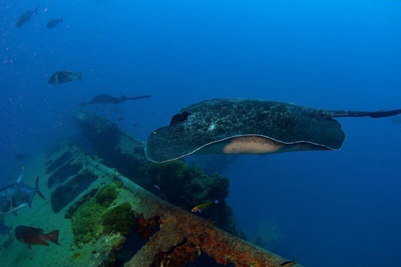Townsville or Magnetic Island: Yongala Wreck Dive Day Trip - An In-Depth Look at the Yongala Wreck Dive Trip