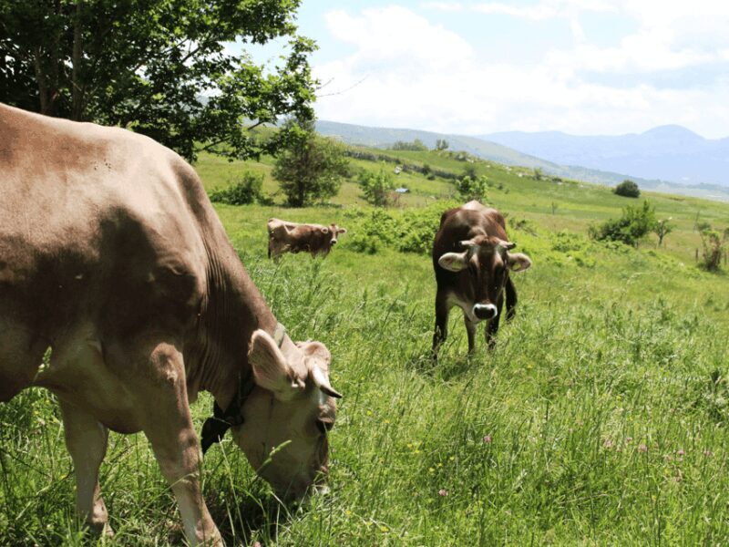 Traditional Cheese Factory Visit with Tasting near Isernia - Key Points