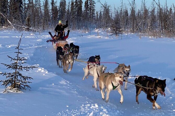 Traditional Dog Sledding Adventure in Yellowknife - Who Should Consider This Tour?