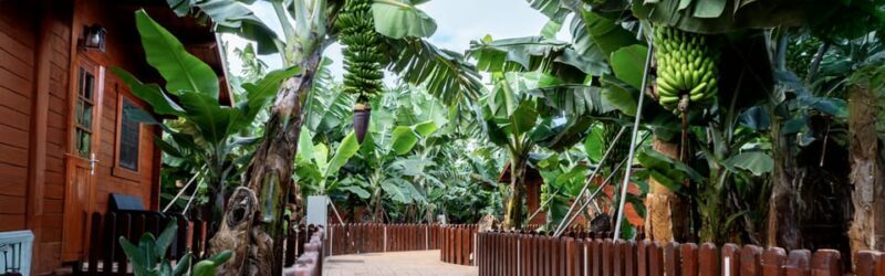 Traditional Gran Canaria: Arucas, Firgas and Teror - Analyzing the Experience