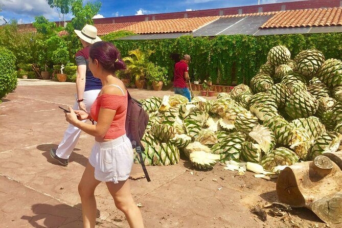Traditional Market ,Widest Tree, Artisanal Textiles, Mezcal Magic - What Does the Tour Offer in Terms of Value?