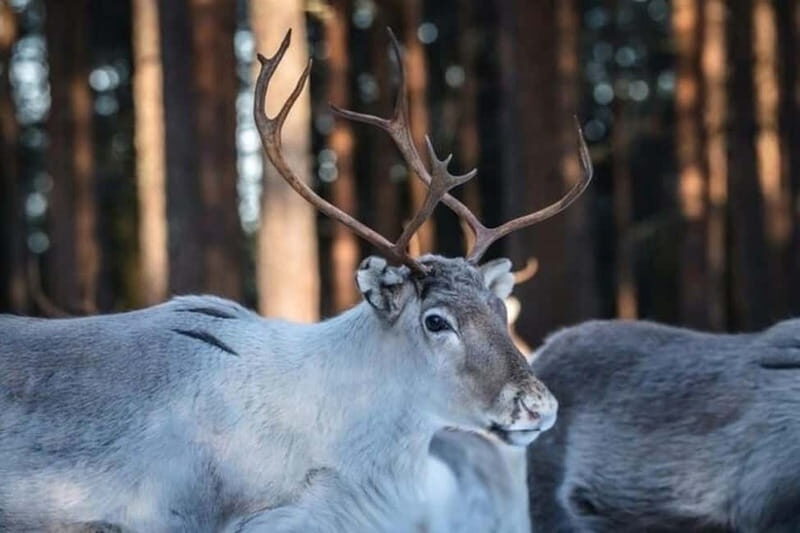 Traditional Reindeer Farm Visit with a Short Sleigh Ride - Why This Tour Offers Real Value