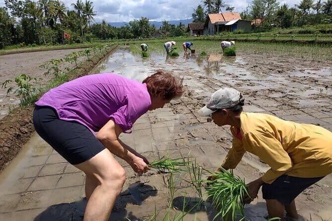 Traditional Village Bicycle Tour at Yogyakarta with Transfer - The Travel Experience and Authenticity