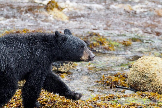 Traitors Cove Bear Viewing - Who This Tour Is Perfect For