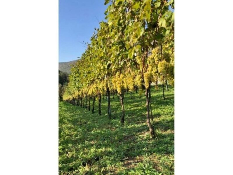 Tramonti: Tenuta San Francesco Wine Tasting - Key Points