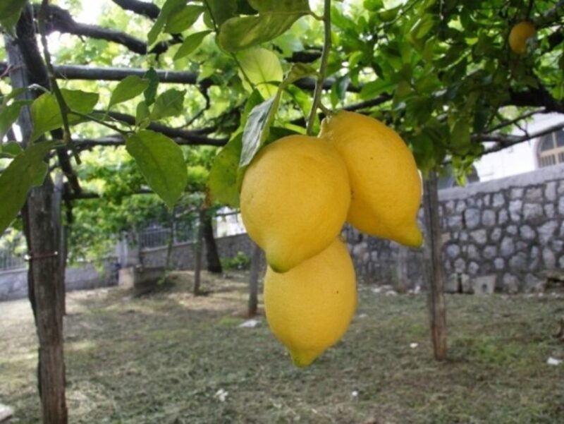 Tramonti: Traditions of the Mediterranean Diet Cooking Class - Key Points
