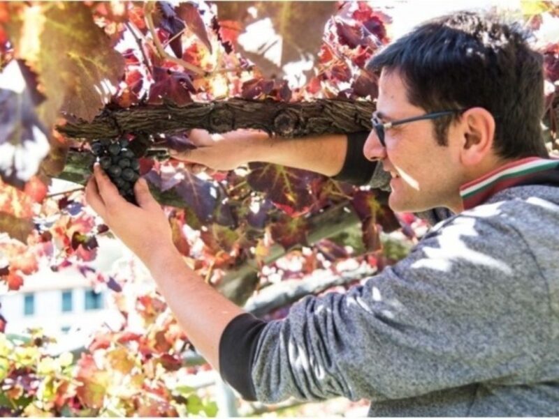 Tramonti: Vineyard & Winery Tour with Tasting & Appetizers - Key Points