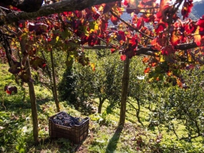 Tramonti: Vineyard & Winery Tour with Tasting & Appetizers - Who Will Love This Tour?