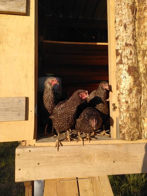 Trancoso: Farm eco-Tour with Tasting - Key Points