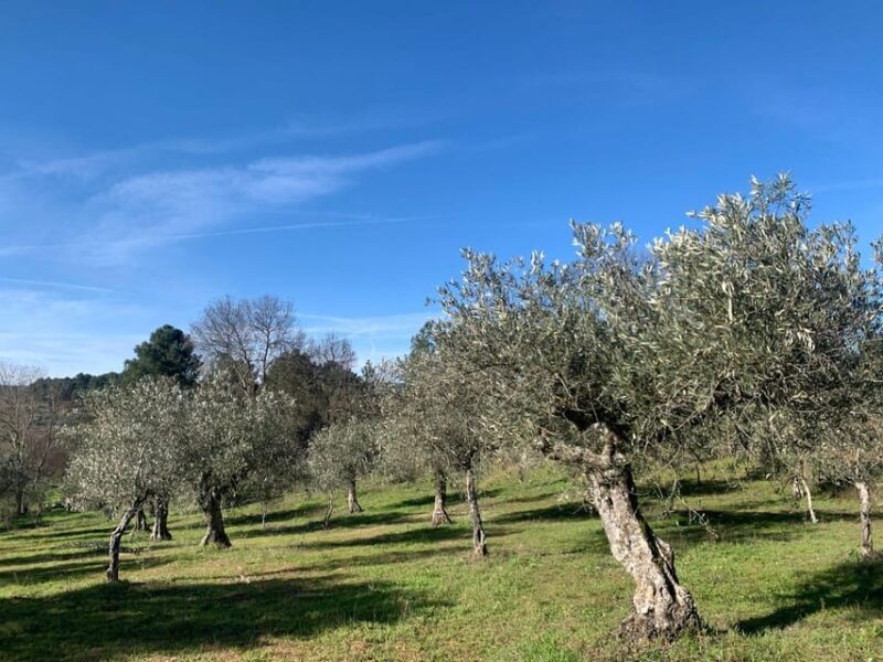 Trancoso: Farm eco-Tour with Tasting - Practical Tips for Visitors