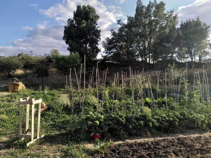 Trancoso: Farm eco-Tour with Tasting - Who Will Love This Experience?