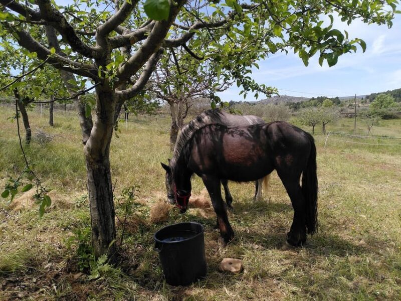 Trancoso: Farm eco-Tour with Tasting - Final Thoughts: Is It Worth It?