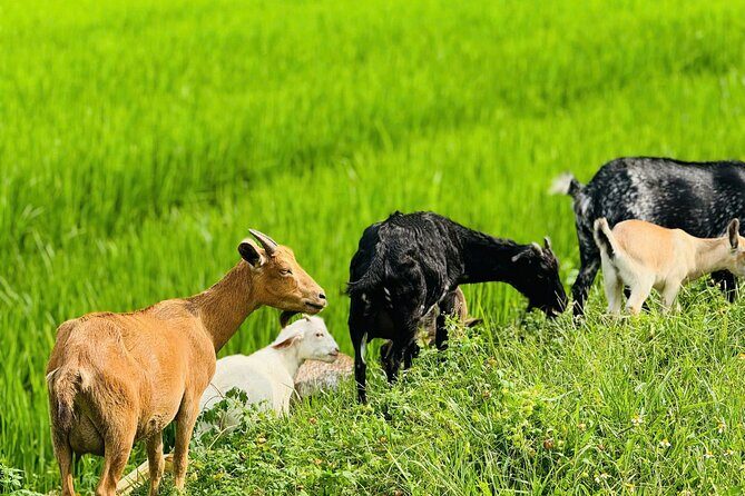 Trang An, Bich Dong, Local Family & Mua Caves Private Day Trip - FAQ