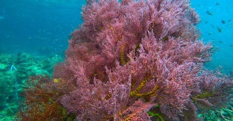 Trang: Full-Day Big Boat Adventure to Kradan & Chueak island - Authentic Experiences: What Travelers Say