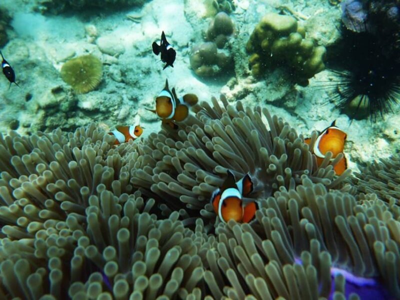 Trang: Full-Day Big Boat Adventure to Kradan & Chueak island - Final Thoughts