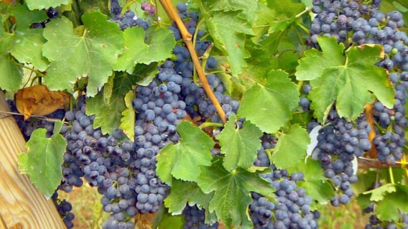 Trani Wine Tours: Flavors of Puglia - Why Choose This Tour?