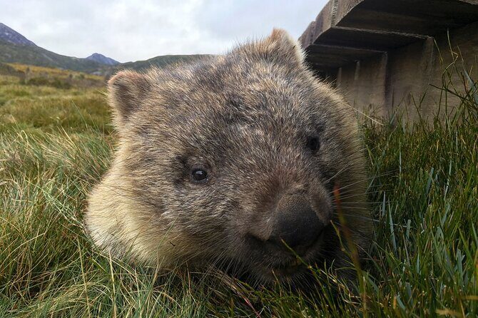 Transfer from Launceston to Cradle Mountain - Final Thoughts