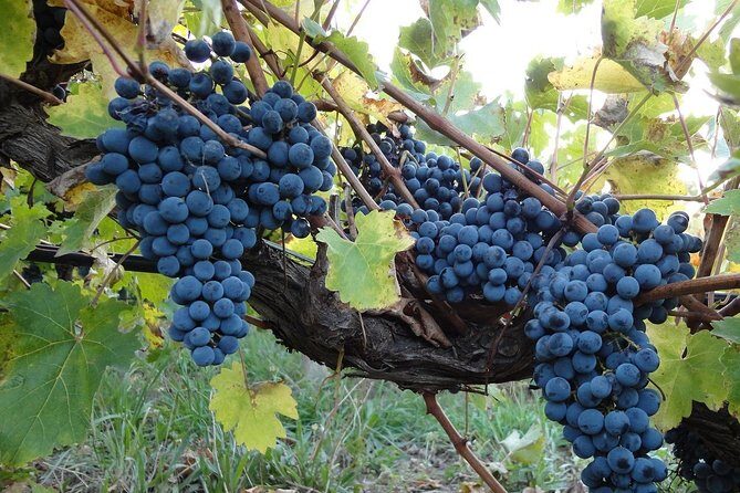 Transfer Niagara-on-the-Lake, Canada to Toronto, Canada (Downtown) - Final Thoughts: Is This Transfer Worth It?