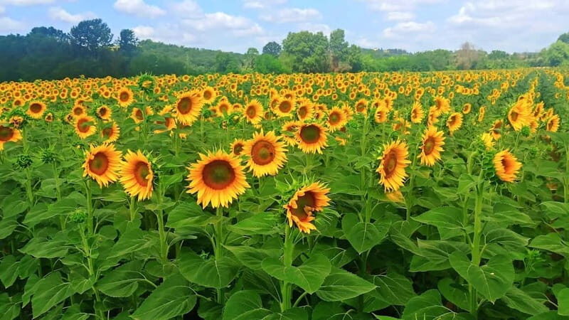 Transfer Siena-Florence with visit to Chianti and tasting - FAQs