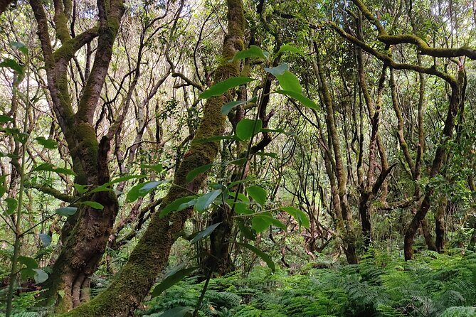 Transfer to Caldeirão Verde Levada Self-Guided Hike Queimadas - What Travelers Are Saying