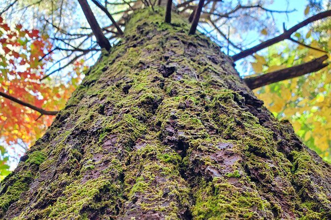 Transformative Forest Escape: A Mindful Journey for Inner Calm - What Is the Forest Immersion Experience?
