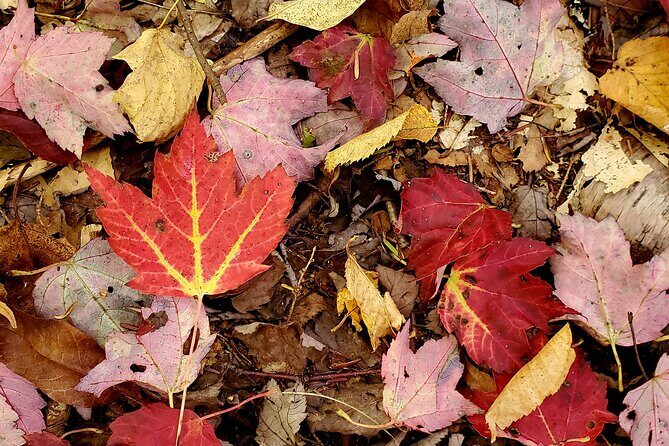 Transformative Forest Escape: A Mindful Journey for Inner Calm - Pricing and Value