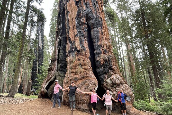 Transformative Outdoor Day Retreat Among the Giant Sequoias - Breaking Down the Experience: What to Expect