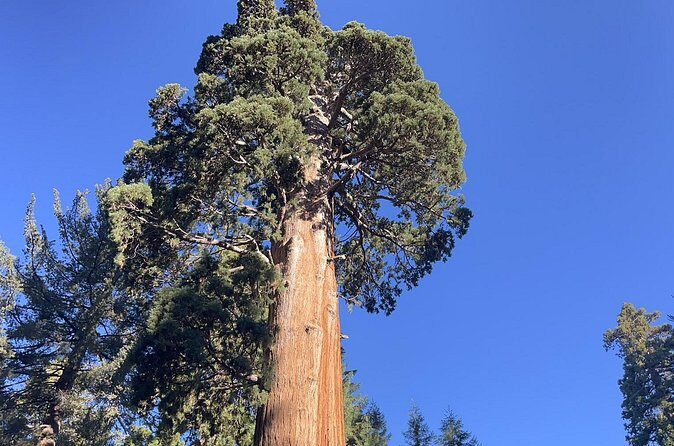 Transformative Outdoor Day Retreat Among the Giant Sequoias - Who Should Consider This Tour?